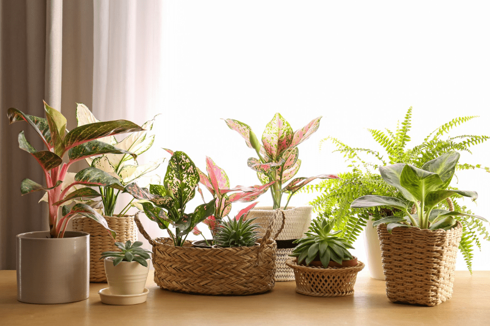 Pot Covers for Plants Enhance Greenery with Style Protection